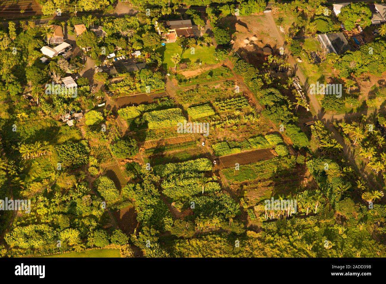 Aerial photograph of small-scale tropical farming on Oahu, Hawaii, USA ...