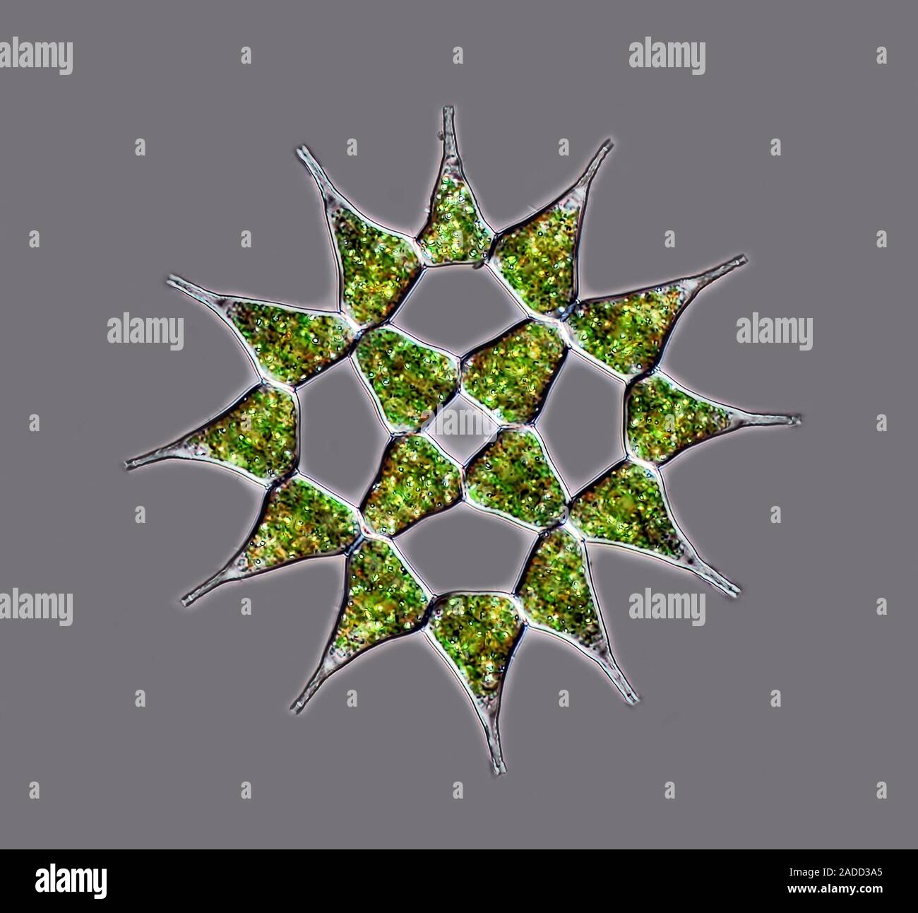 Pediastrum alga. Polarised light micrograph of a Pediastrum green alga ...