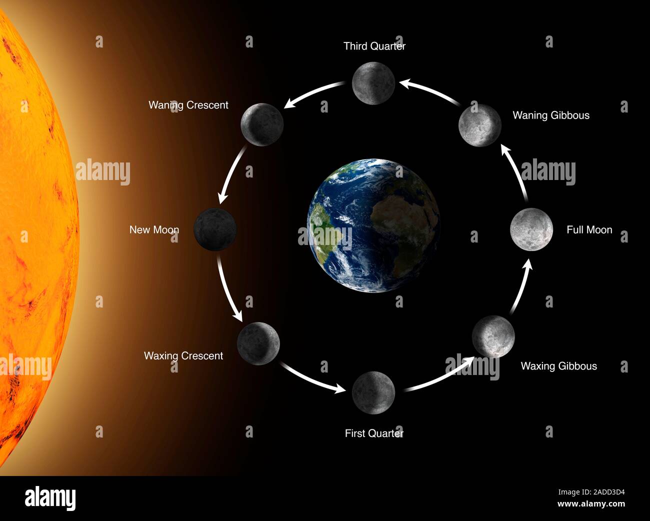 Phases of the Moon as seen from the Earth, illustration. As the Moon ...