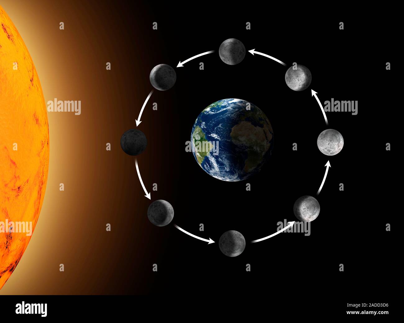 Phases of the Moon as seen from the Earth, illustration. As the Moon ...
