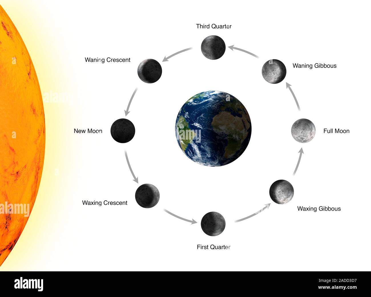Phases of the Moon as seen from the Earth, illustration. As the Moon ...
