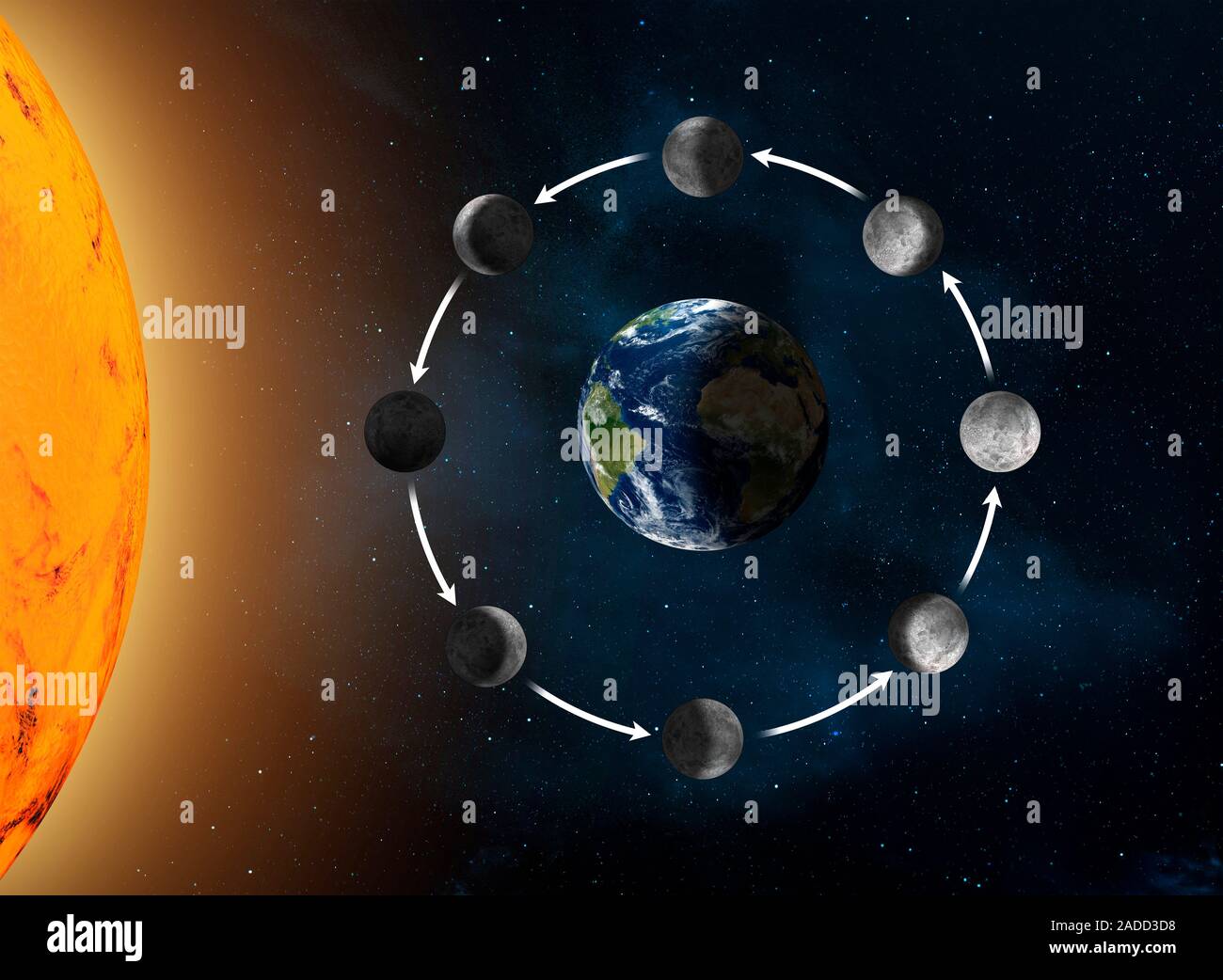 Phases of the Moon as seen from the Earth, illustration. As the Moon ...