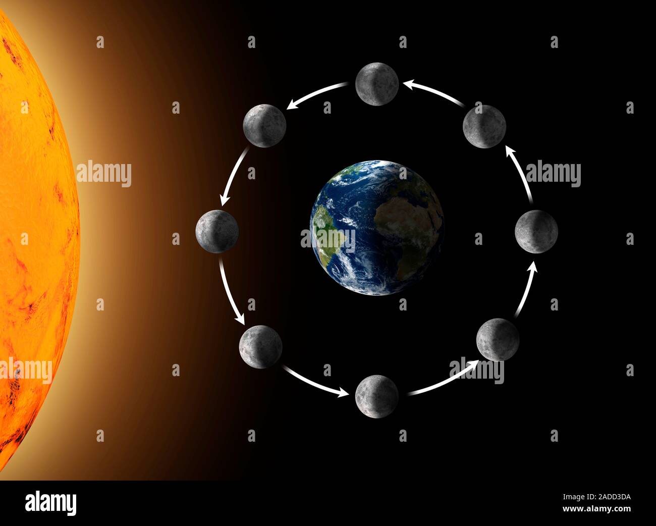 Phases of the Moon as seen from space, illustration. As the Moon orbits ...