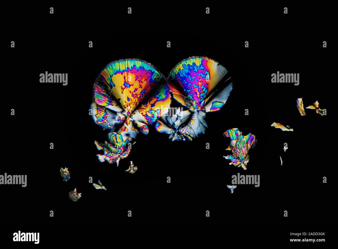 Adenine crystals. Polarized light micrograph of crystals of the purine ...