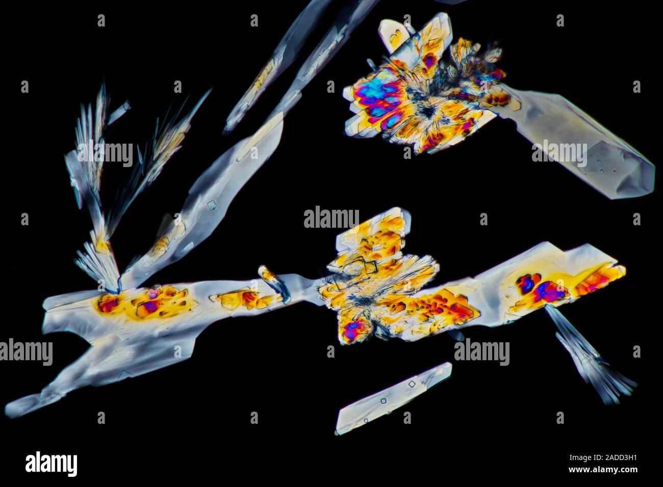 Glutamine crystals. Polarized light micrograph of crystals of the amino ...