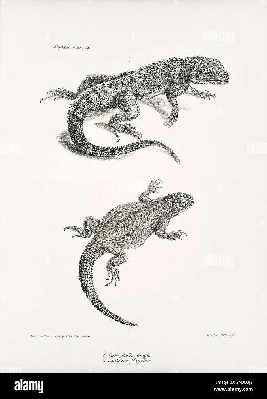 Galapagos and South American lizards, 19th-century illustration. At top ...