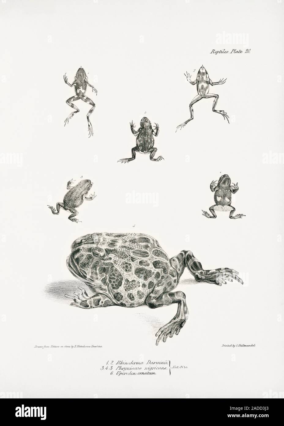 South American frogs, 19th-century illustration. At upper left and ...