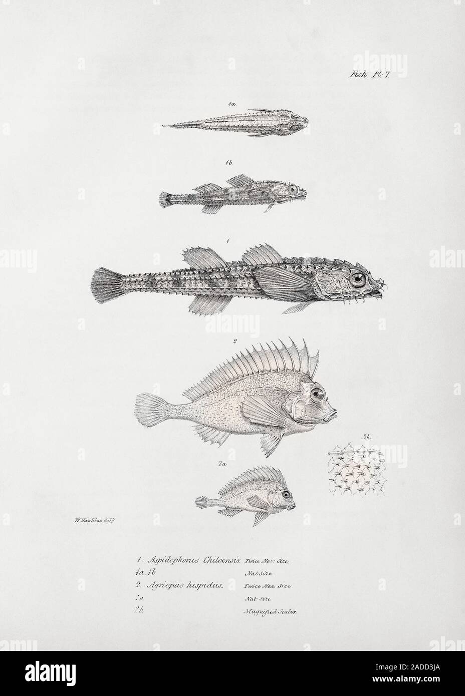 Poacher fish and pigfish, 19th-century illustrations. The top three ...
