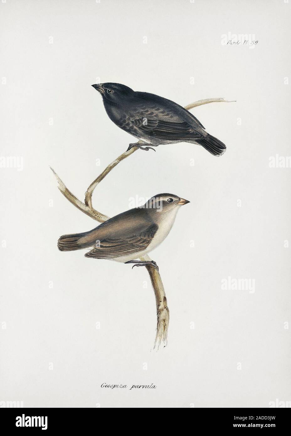 Small tree finch (Camarhynchus parvulus), 19th-century illustration ...