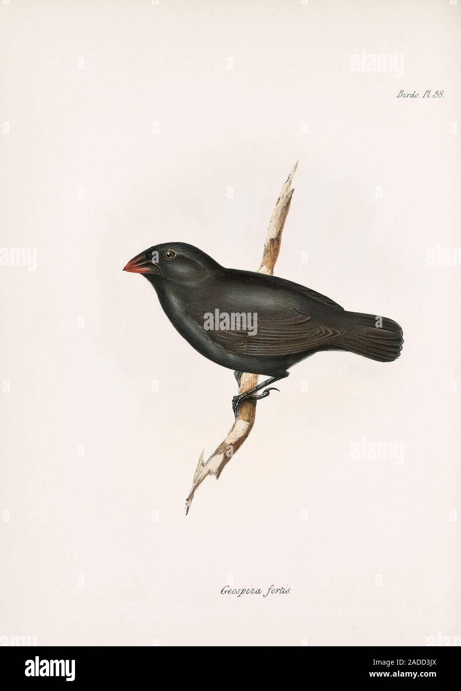 Medium ground finch (Geospiza fortis), 19th-century illustration. This ...