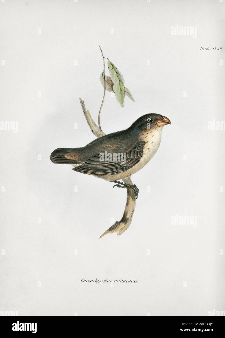 Large tree finch (Camarhynchus psittacula), 19th-century illustration ...
