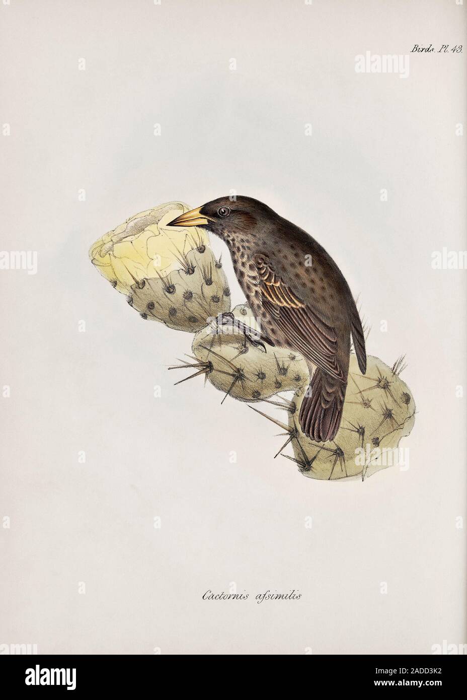 Common cactus finch (Geospiza scandens), 19th-century illustration ...