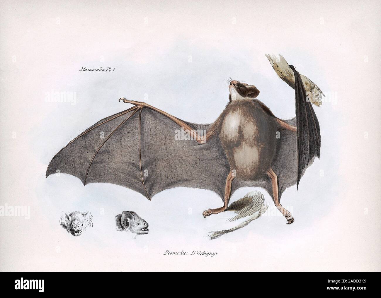 Common vampire bat (Desmodus rotundus), 19th-century illustration. This bat feeds on the blood ...
