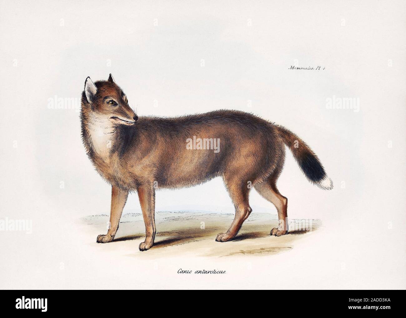 Falkland Islands wolf (Dusicyon australis), 19th-century illustration ...