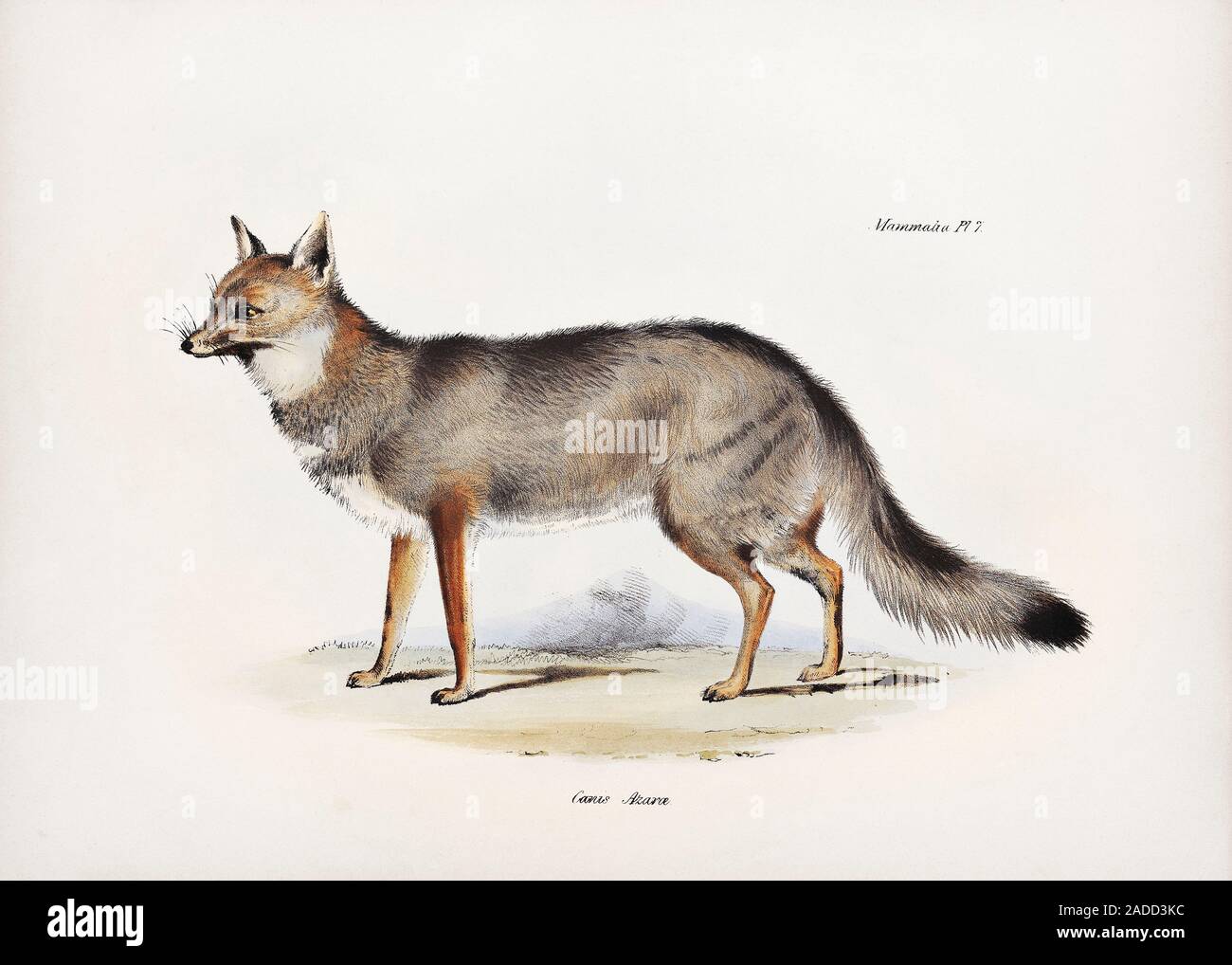 Argentine fox, 19th-century illustration. This wolf-like canid, from ...