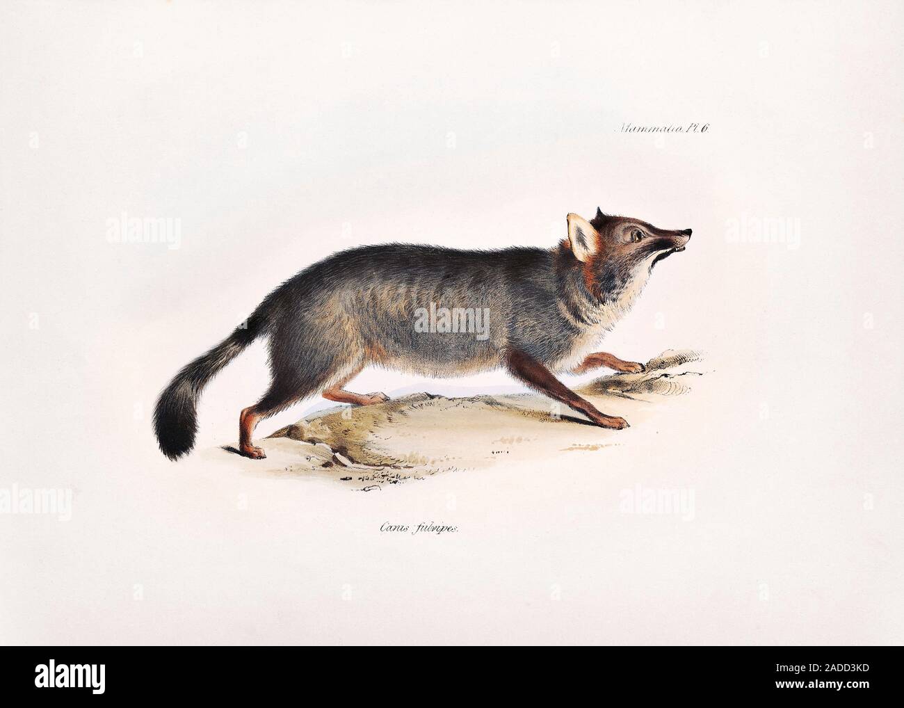 Darwin's fox (Lycalopex fulvipes), 19th-century illustration. This ...