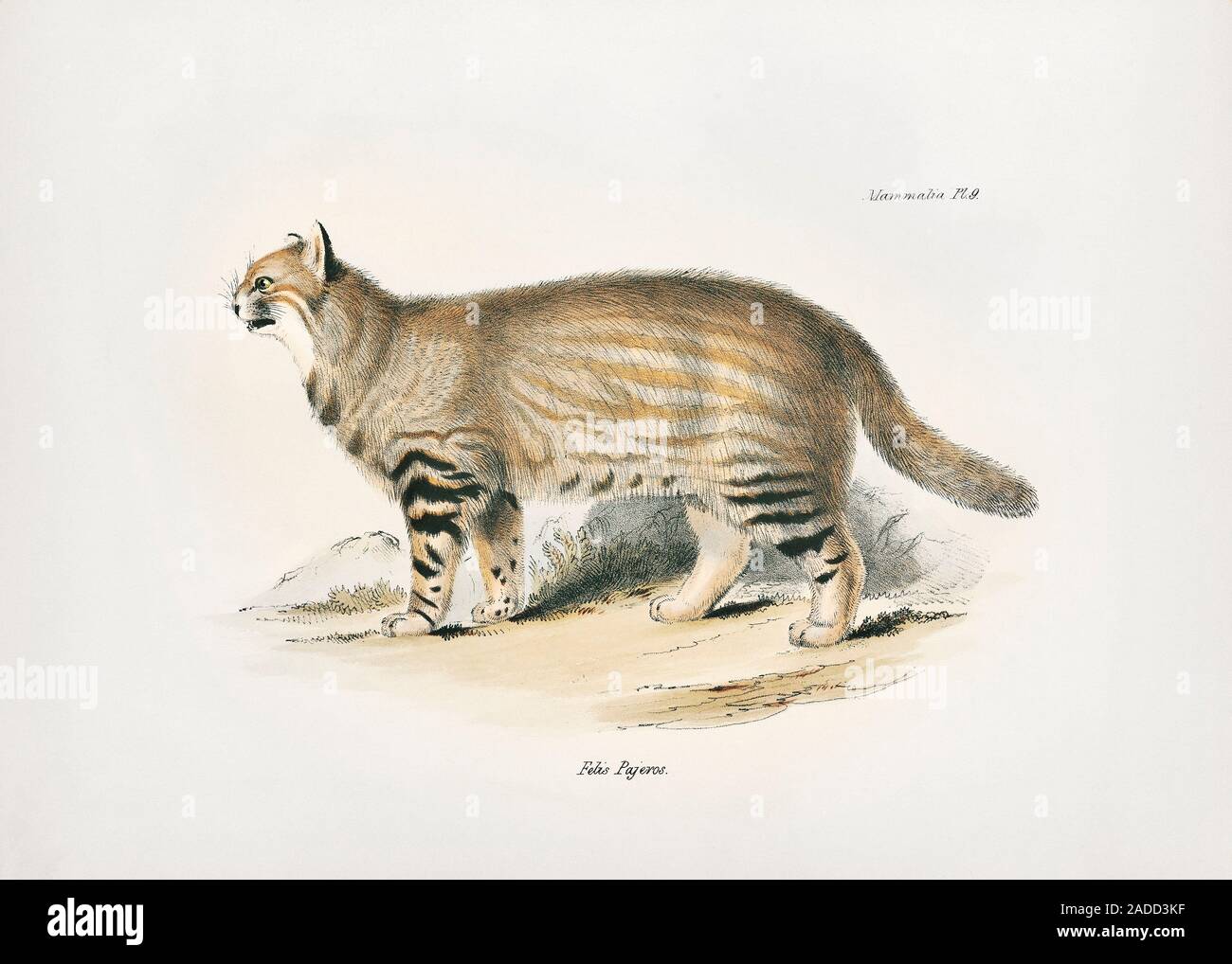 Pampas cat (Leopardus colocola), 19th-century illustration. This small ...