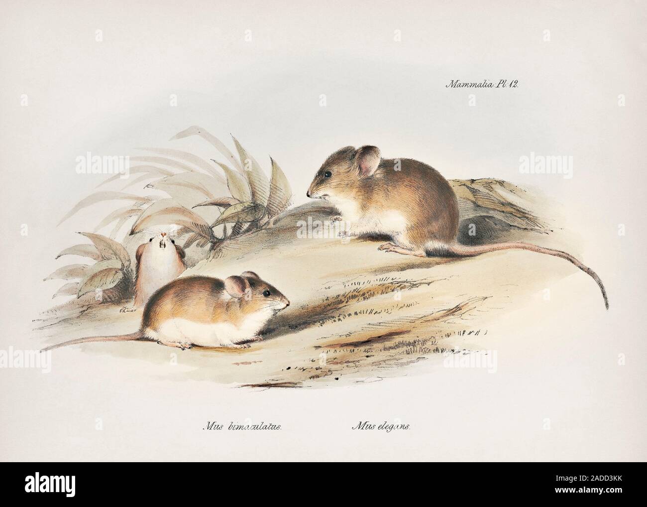 South American rodents, 19th-century illustration. These rodents are ...