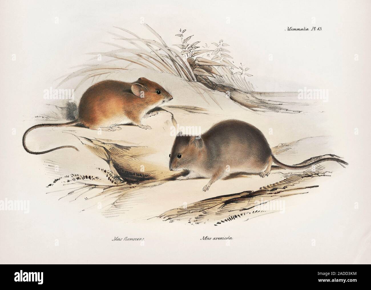 South American rodents, 19th-century illustration. These rodents are ...