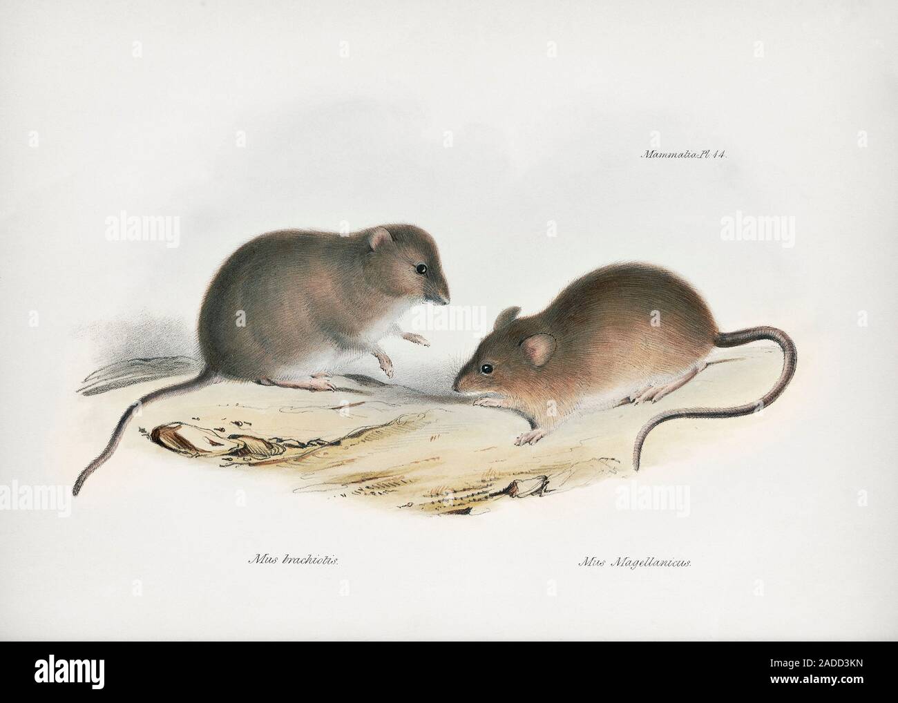 South American rodents, 19th-century illustration. These rodents are ...