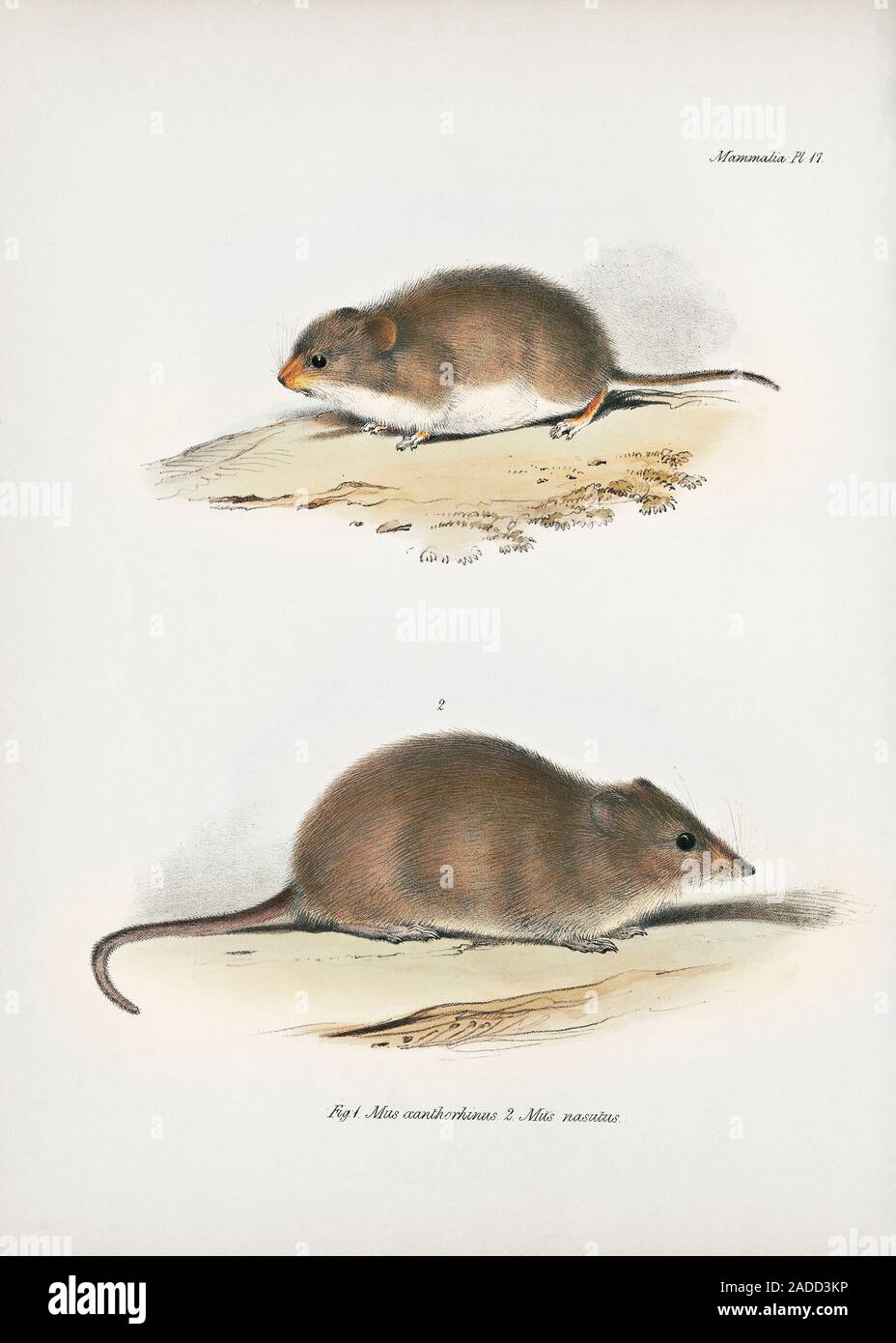 South American rodents, 19th-century illustration. These rodents are ...