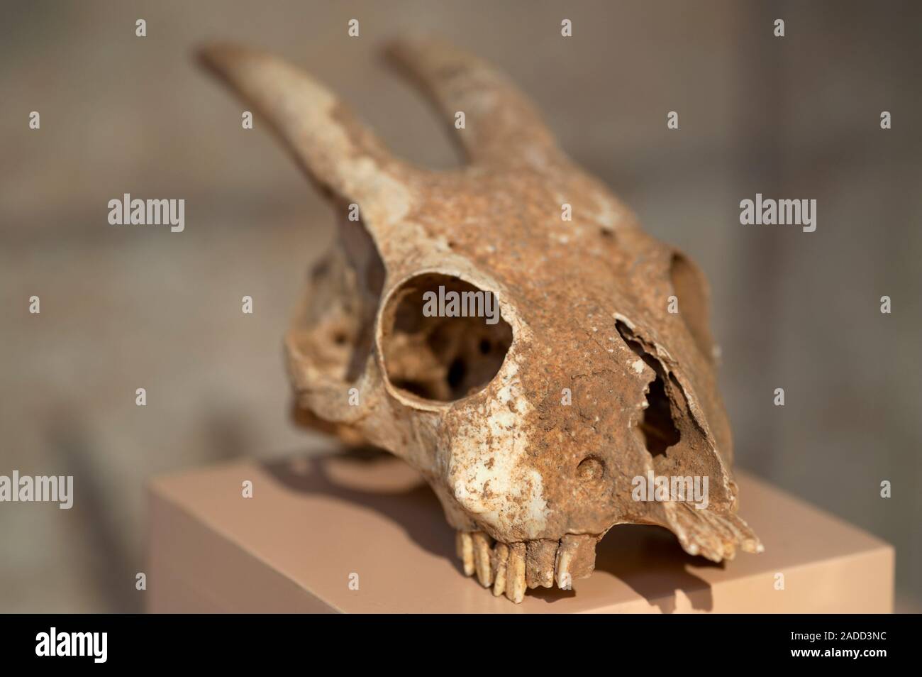 Balearic Islands cave goat skull. Museum display of a skull of the ...
