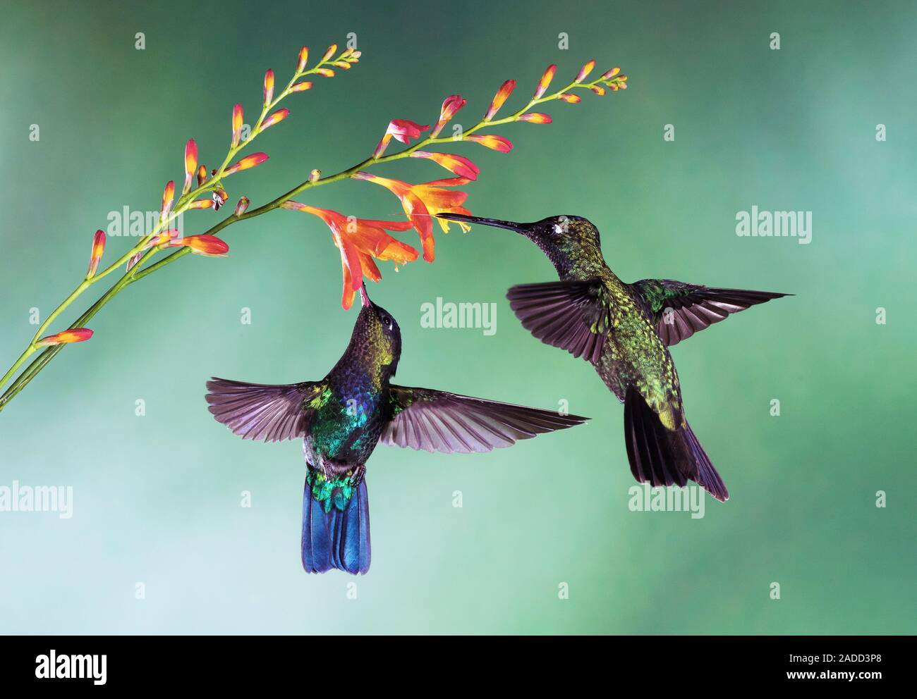 Fiery-throated and magnificant hummingbirds feeding from flowers. Fiery ...