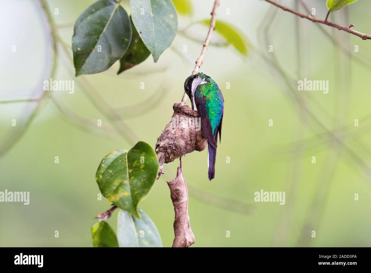 Purple-crowned fairy hummingbird (Heliothryx barroti) perching by its ...