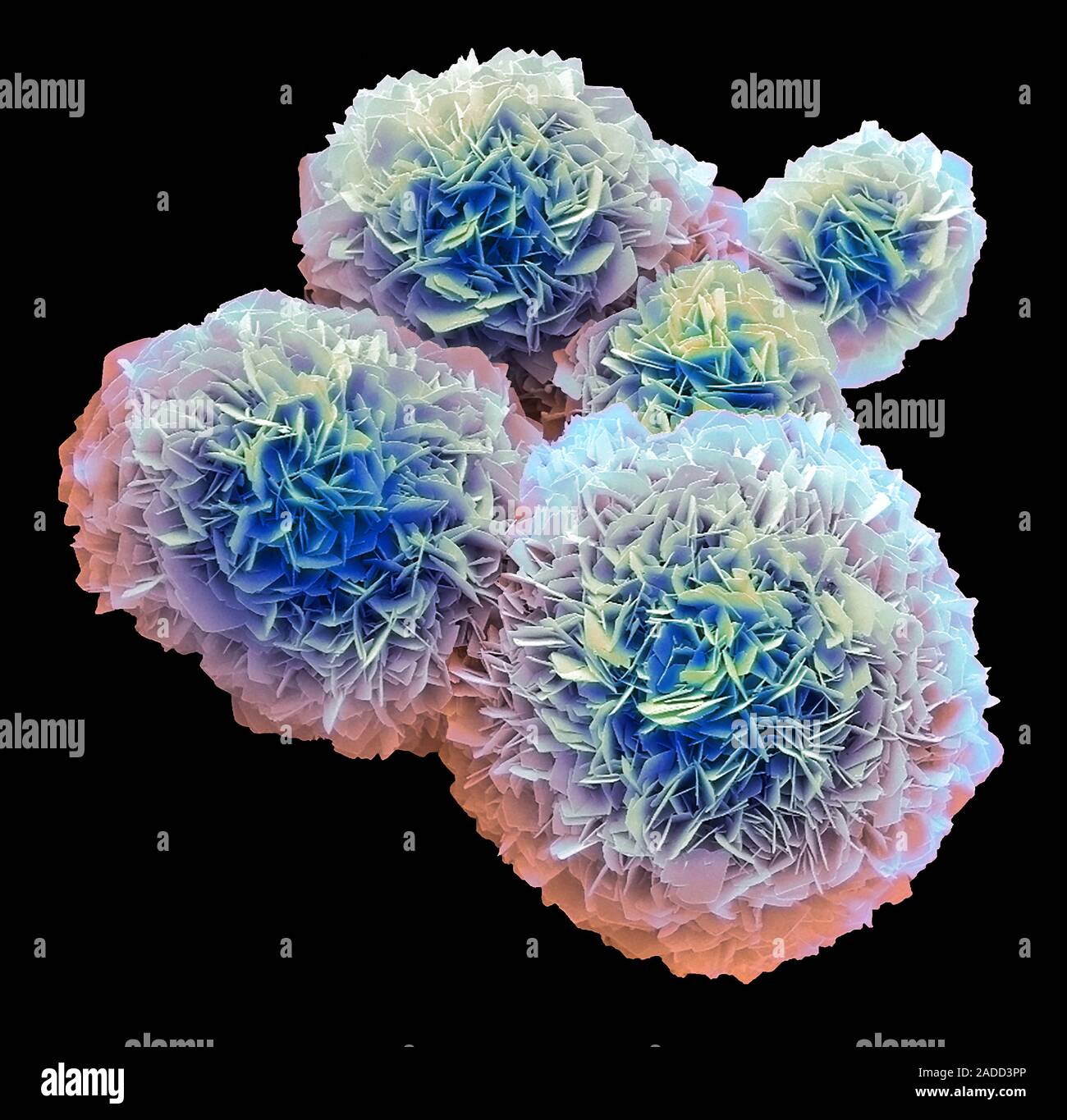 Sodium phosphate crystals, coloured scanning electron micrograph (SEM ...
