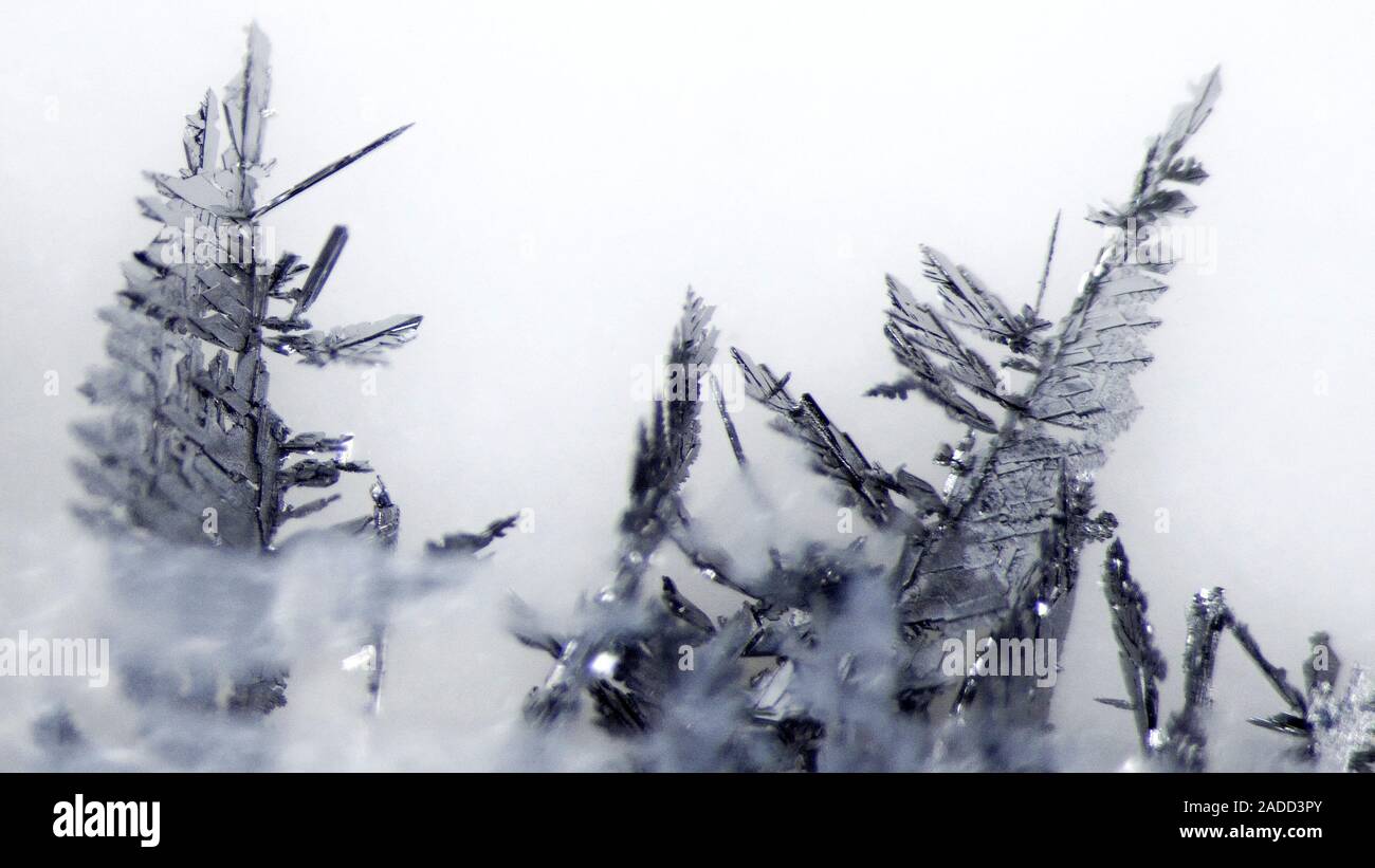 Lead crystals, metal displacement reaction. Light micrograph of ...
