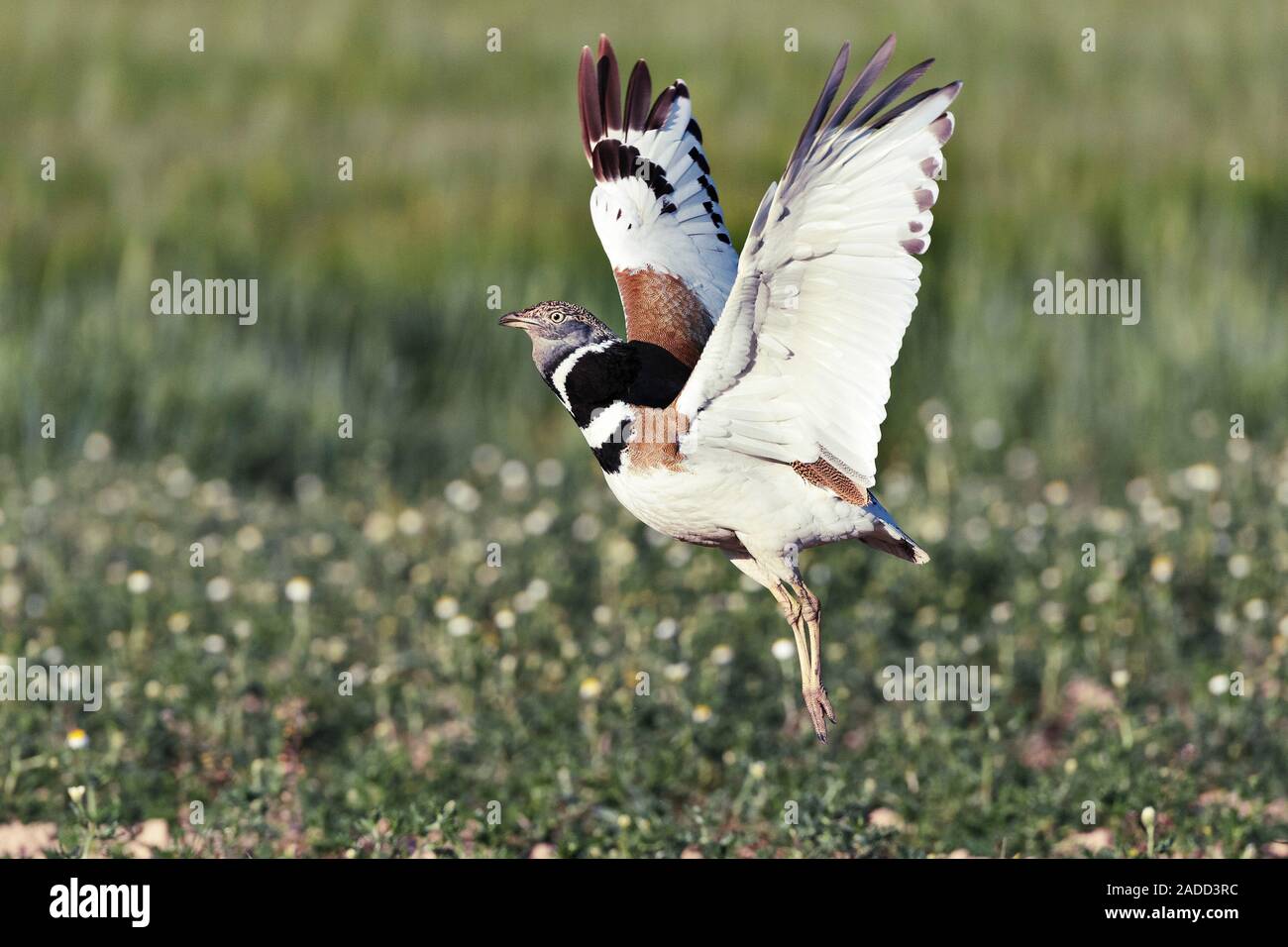 Little bustard (Tetrax tetrax) male displaying at a lek. This form of ...