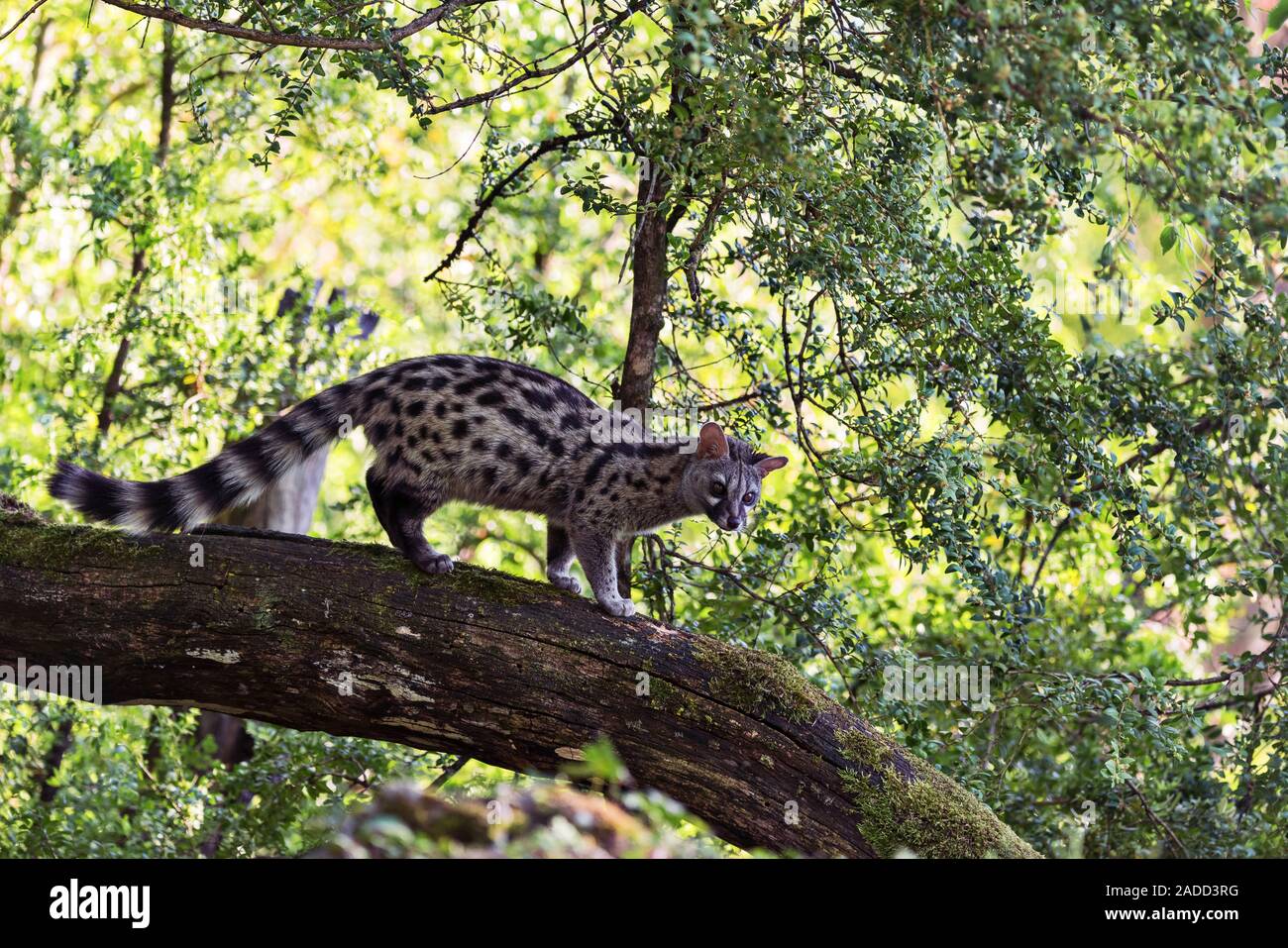 Common genet (Genetta genetta) in a woodland area. This viverrid is a ...