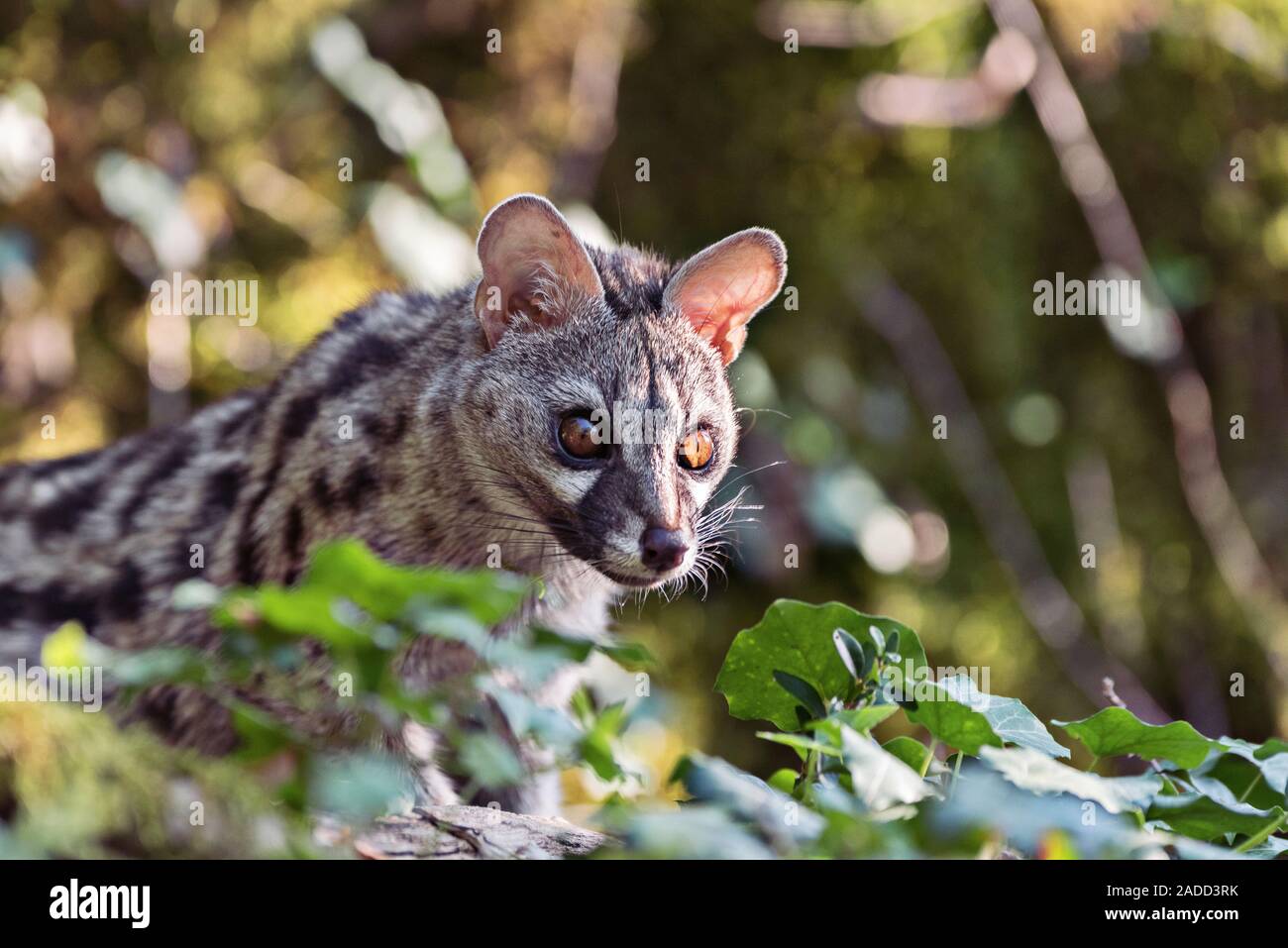 Common genet (Genetta genetta) in a woodland area. This viverrid is a ...