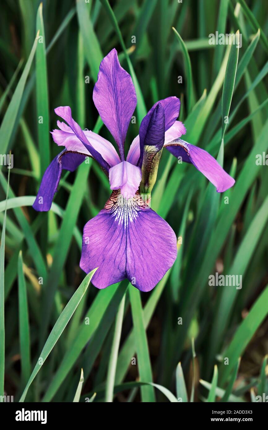 Siberian iris flower (Iris sibirica Stock Photo - Alamy