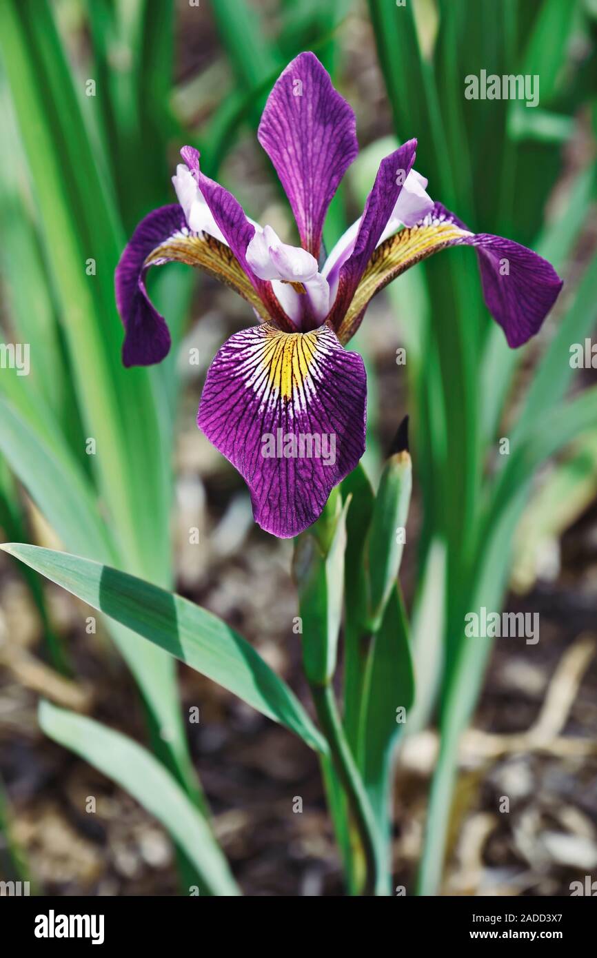 John Wood Blue Flag iris flower (Iris versicolor 'John Wood'). Also ...