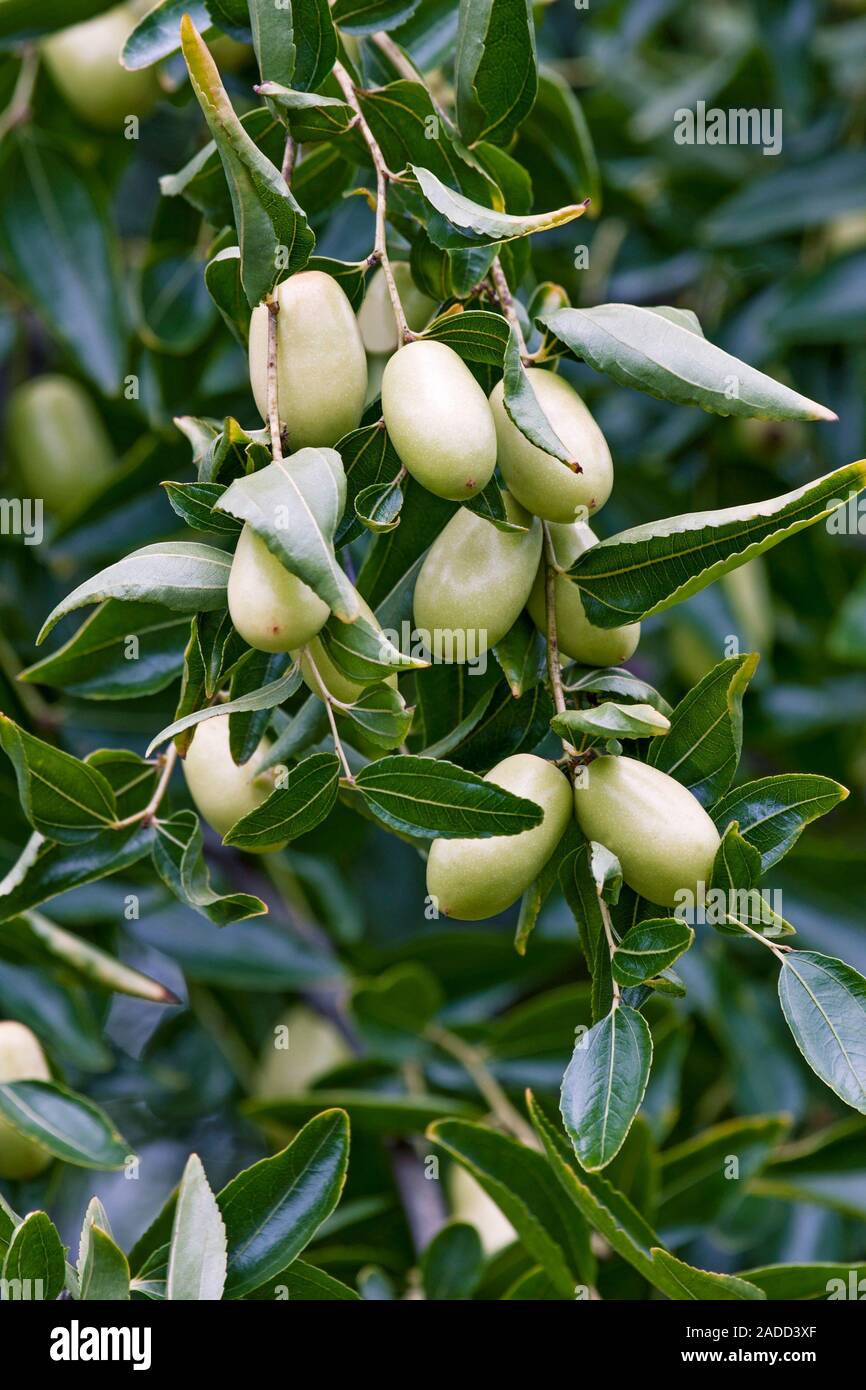 Jujube fruits (Ziziphus jujuba). Also known as Red date, Chinese date ...