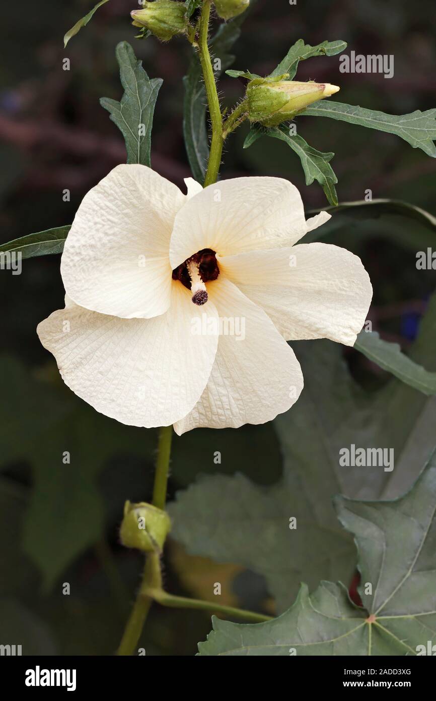 Aibika flower (Abelmoschus manihot). Also known as Sunset Muskmallow ...