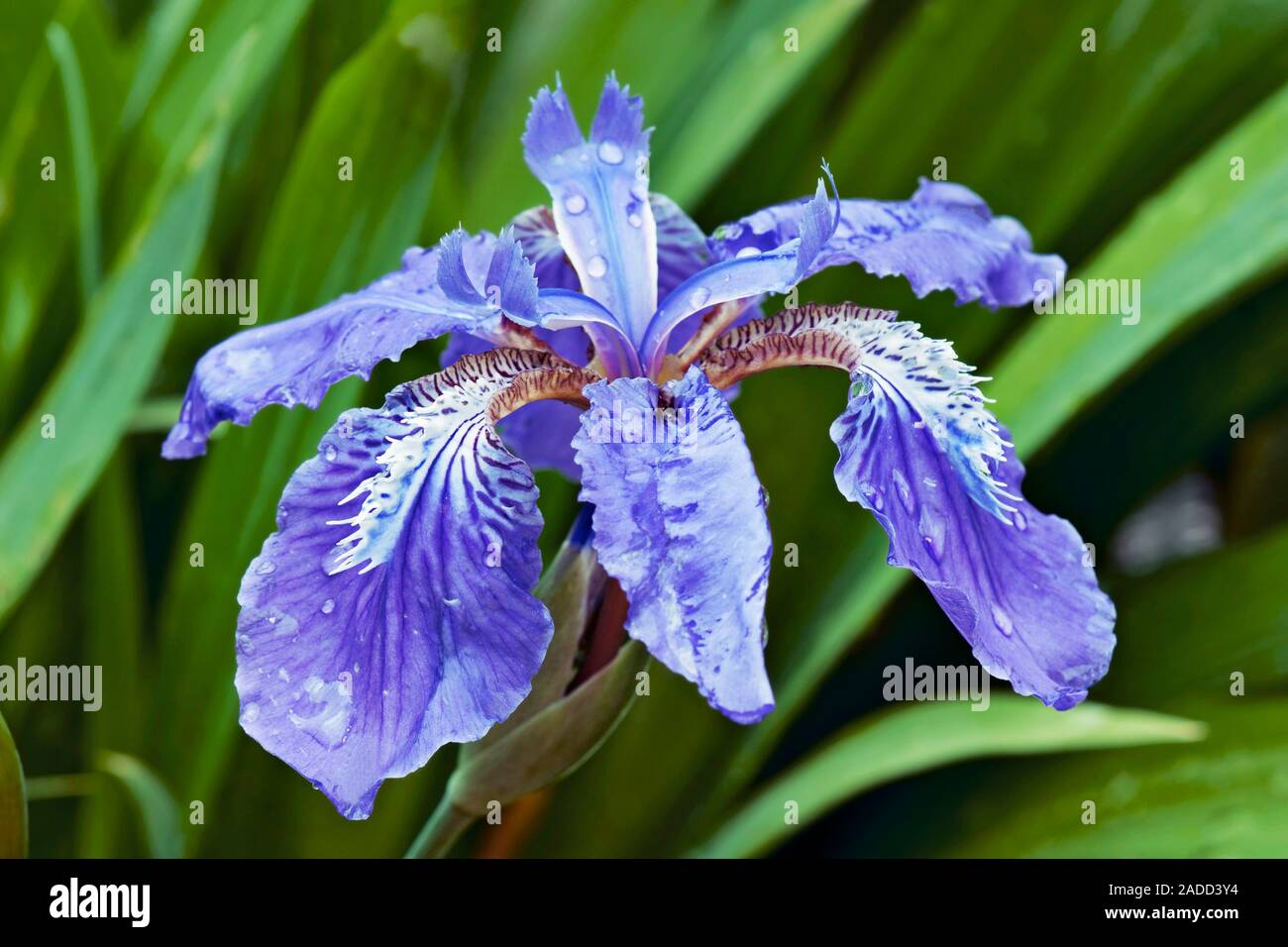 Roof iris flower (Iris tectorum). Also known as Japanese roof iris and ...
