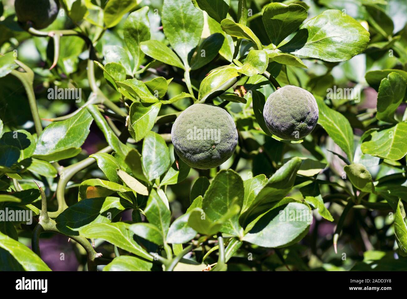 Trifoliate citrus fruits (Poncirus trifoliata). Also known as Japanese ...