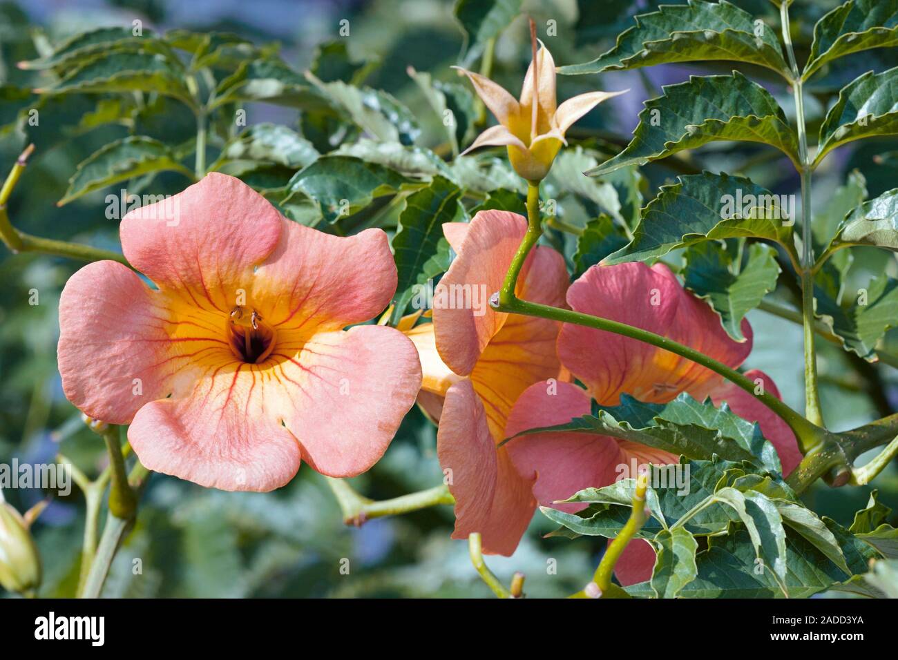 Chinese trumpet vine flowers (Campsis grandiflora Stock Photo - Alamy