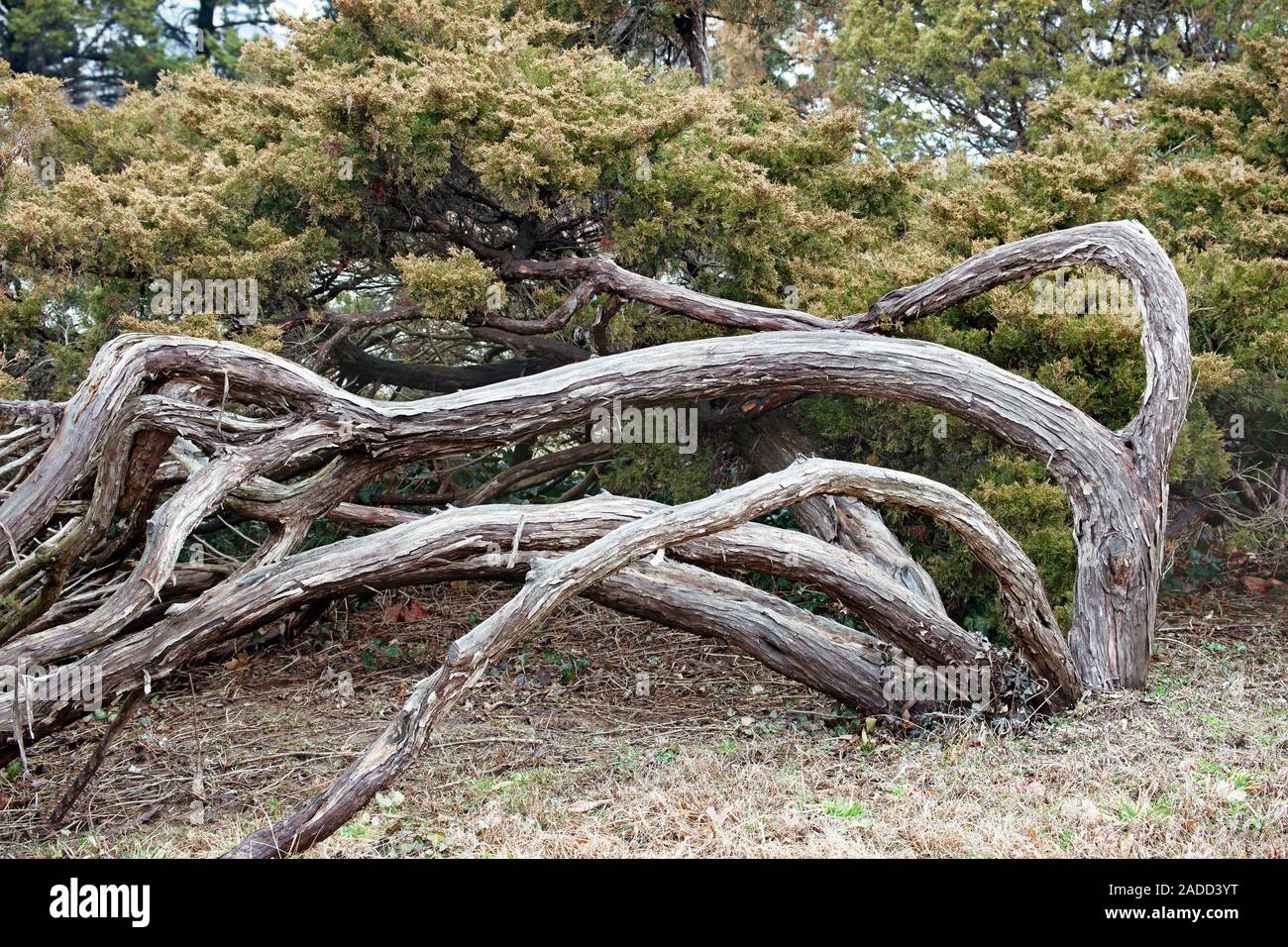 Savin juniper shrub (Juniperus sabina). Also known as Savin Stock Photo ...