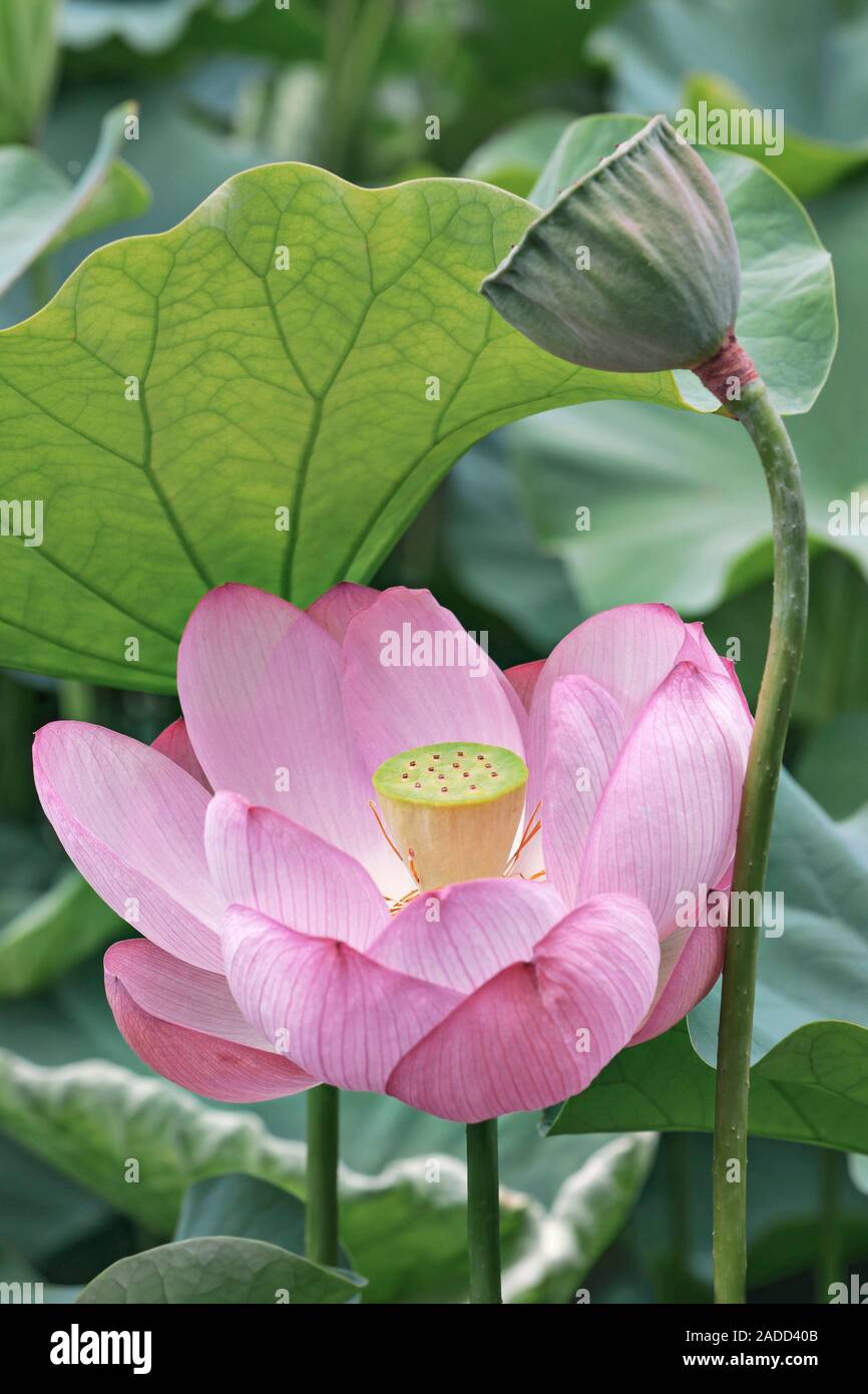 Sacred lotus flower (Nelumbo nucifera). Also known as Indian Lotus ...