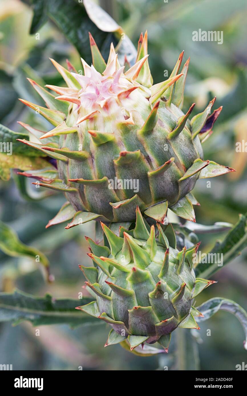 Cardoon buds (Cynara cardunculus). Also known as Artichoke thistle ...