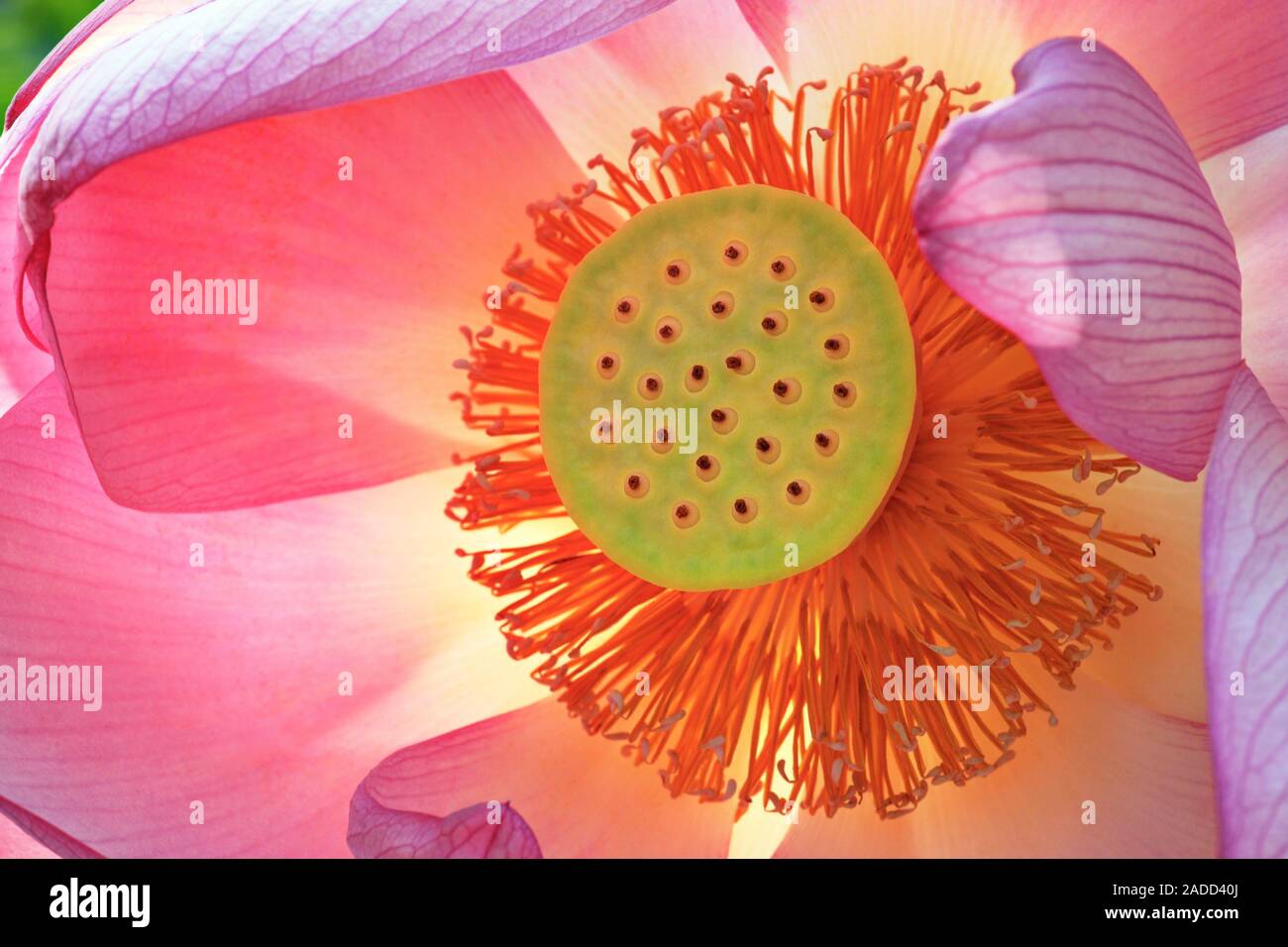 Sacred lotus flower (Nelumbo nucifera). Also known as Indian Lotus ...