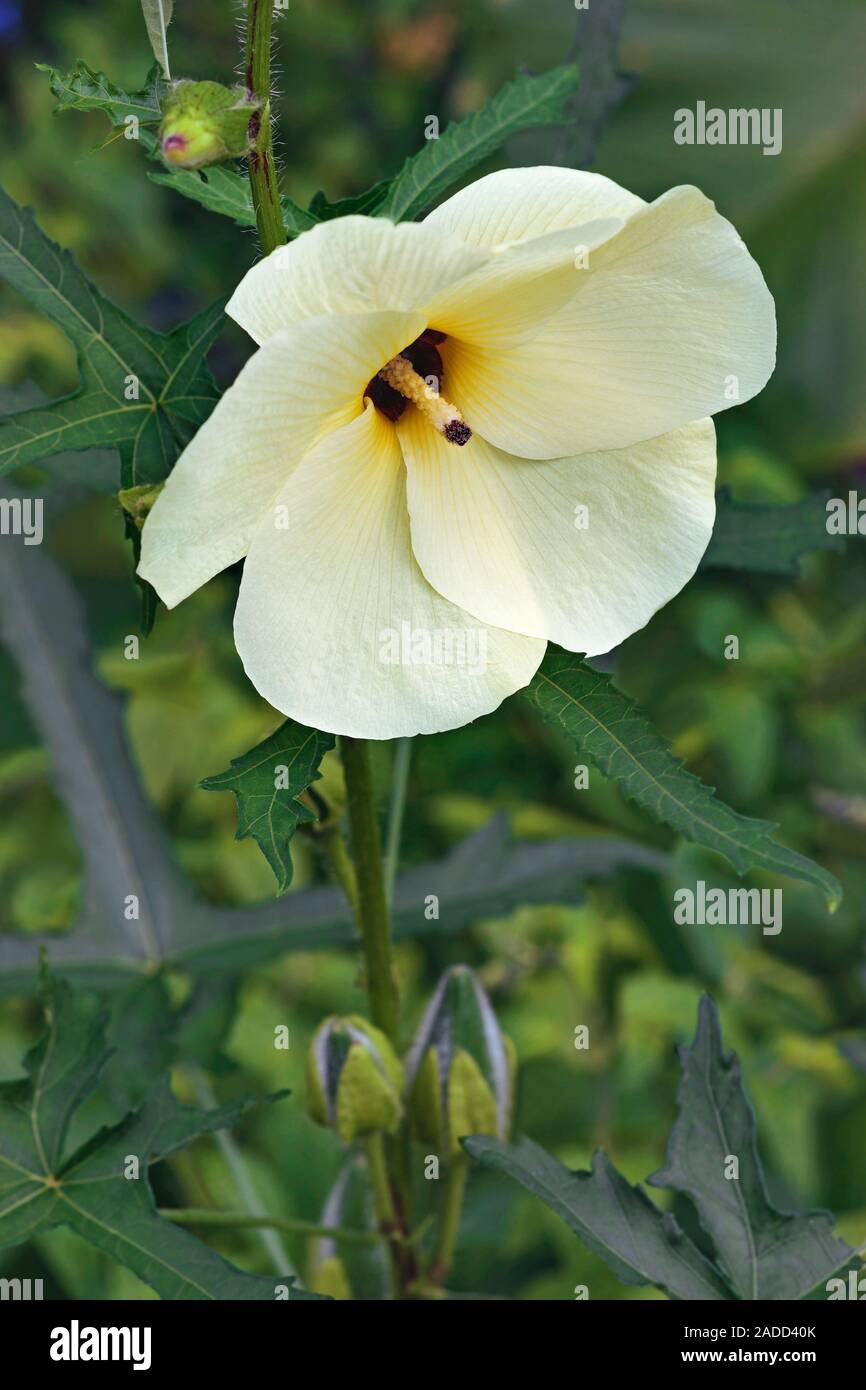 Aibika flower (Abelmoschus manihot). Also known as Sunset Muskmallow and Sunset Hibiscus ...
