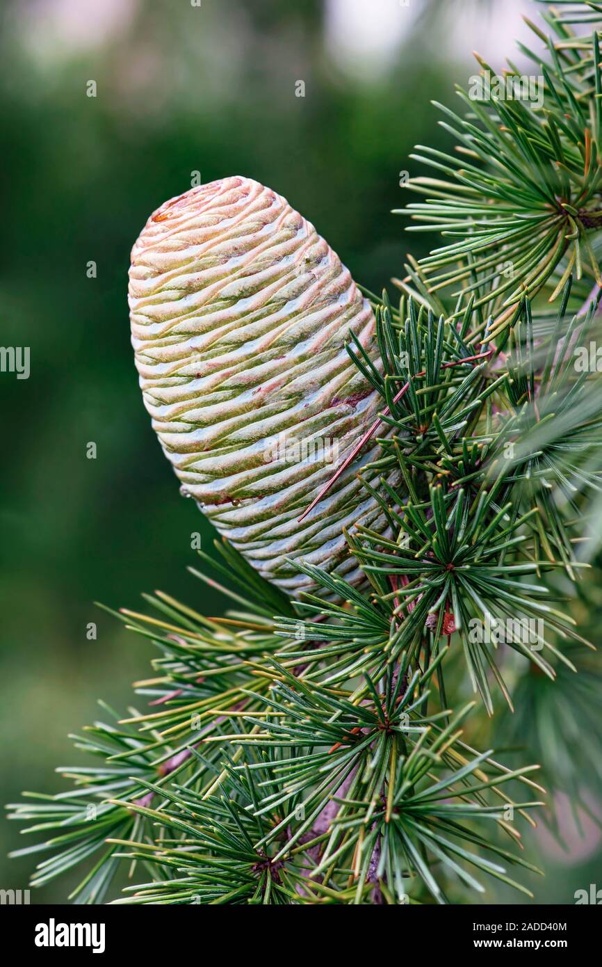 Deodar cedar cone (Cedrus deodara). Also known as Himalayan cedar Stock ...