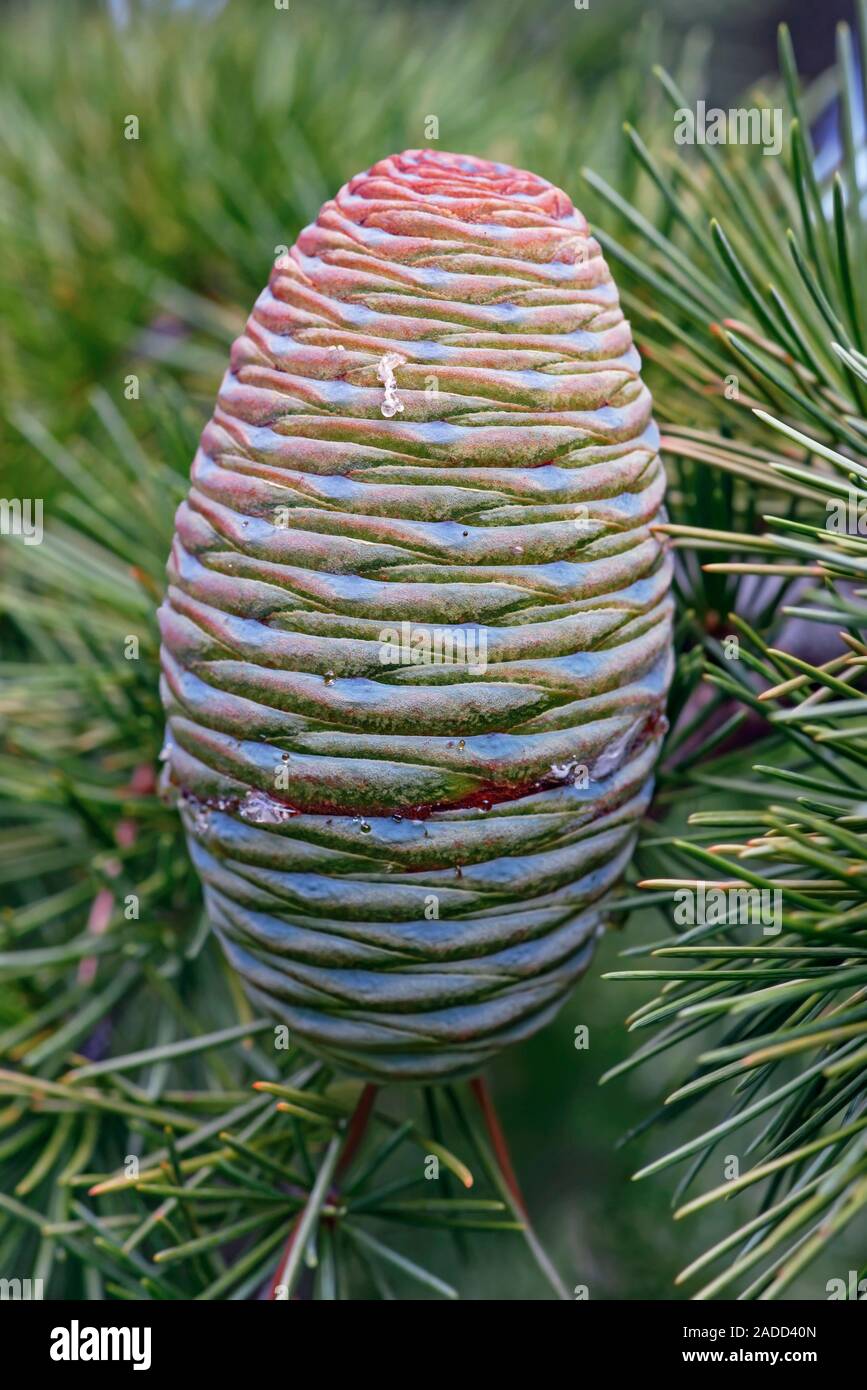 Deodar cedar cone (Cedrus deodara). Also known as Himalayan cedar Stock ...
