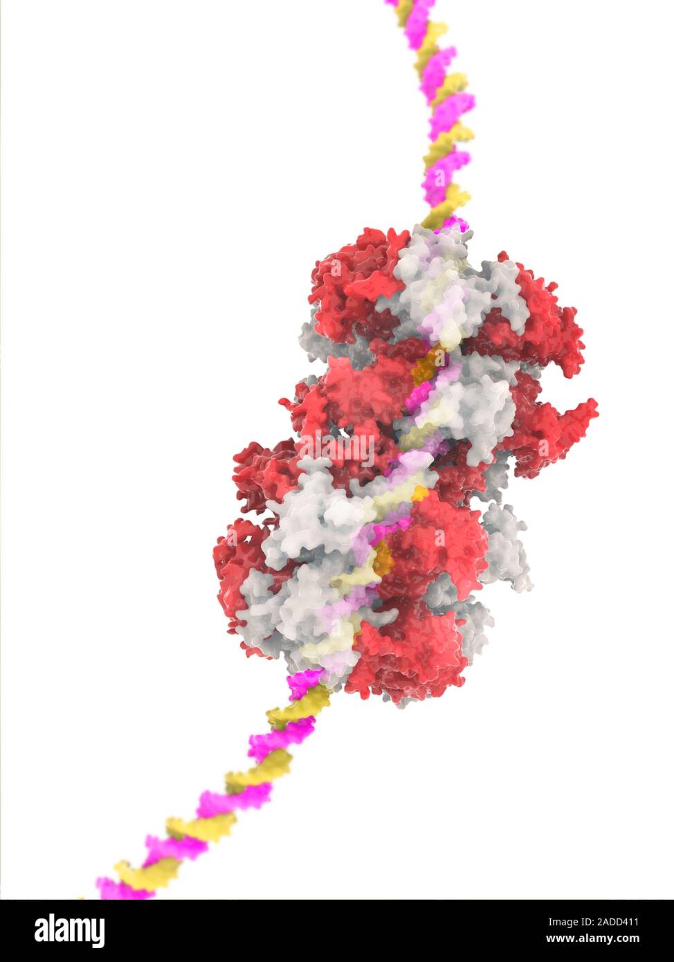 Helicase enzyme stage of DNA replication, molecular model. Helicases (red and white) are enzymes ...