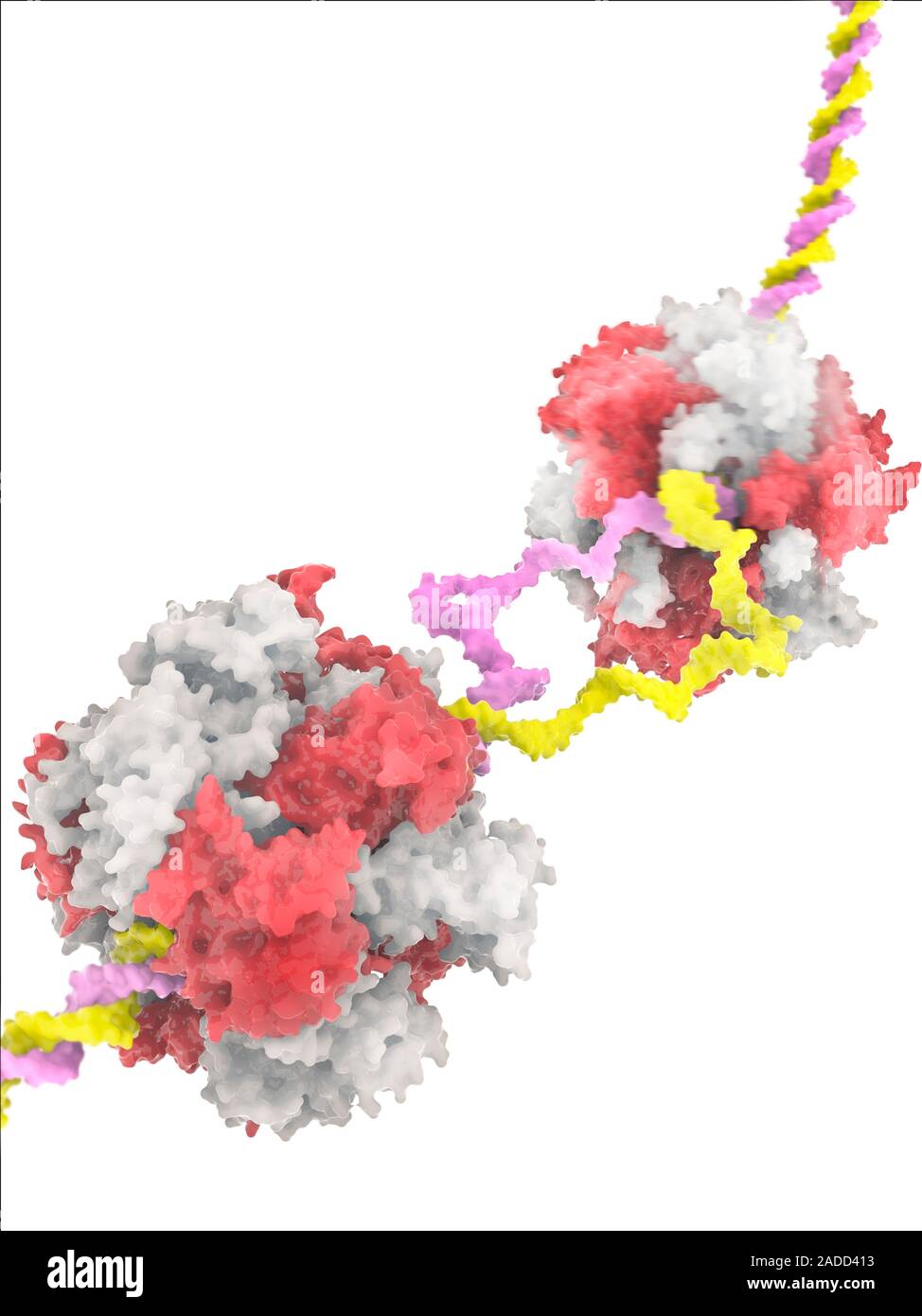 Helicase enzyme stage of DNA replication, molecular model. Helicases ...
