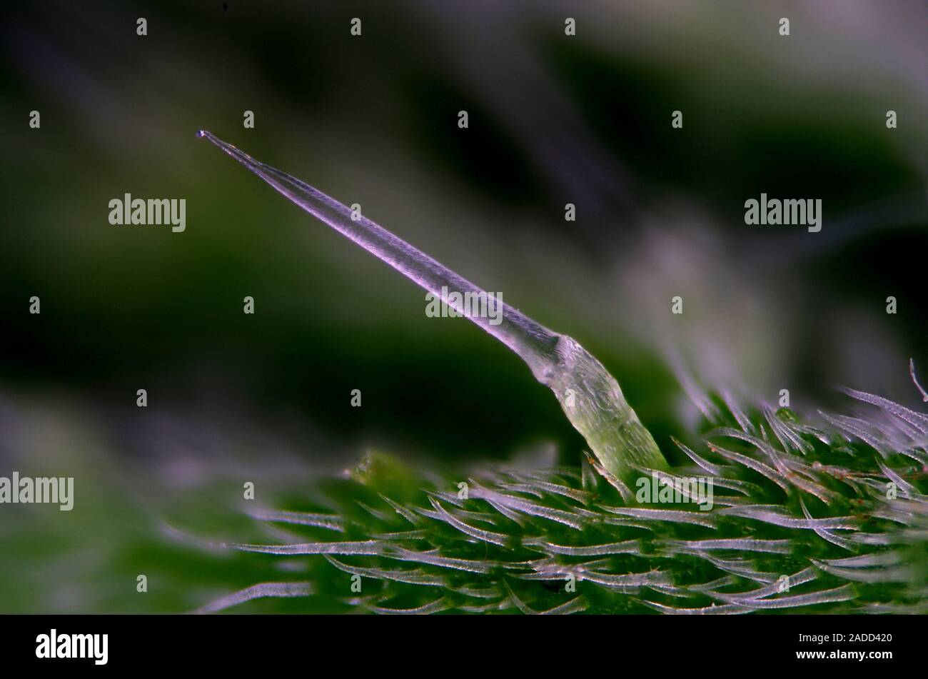 Nettle stinging trichome. Light micrograph of stinging trichomes on an ...